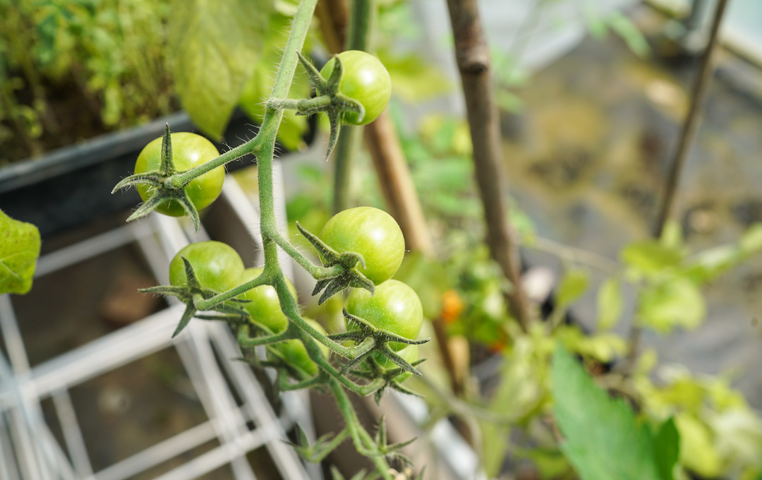 Linburn Walled Garden: A Year On